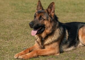 Schutzhund BH | The Companion Dog Test For IPO/IGP - Doggie Sport