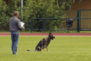 Schutzhund BH | The Companion Dog Test For IPO/IGP - Doggie Sport