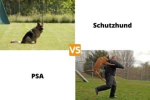 Schutzhund VS PSA | What Is The Difference? - Doggie Sport